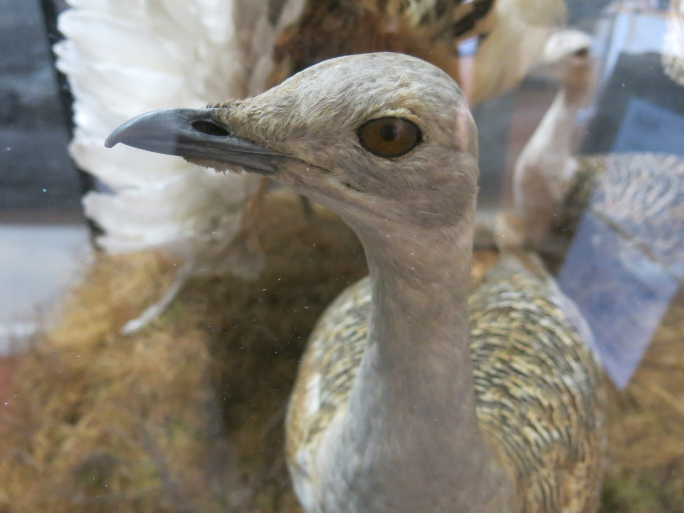 Great bustards - Wessex Museums