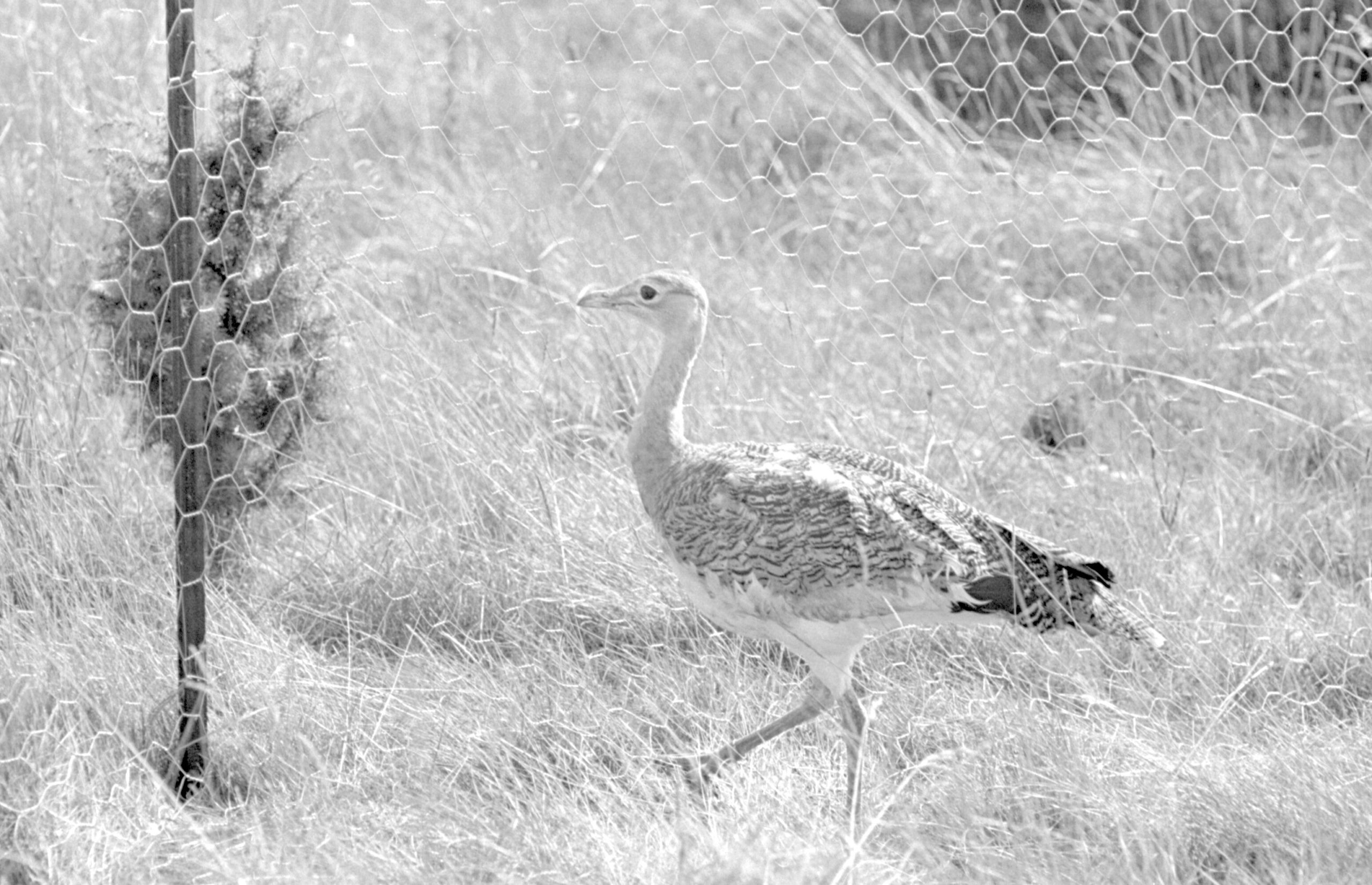 Great bustards - Wessex Museums